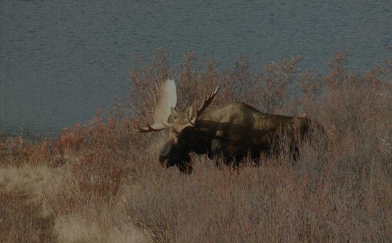 Moose Hunting in British Columbia